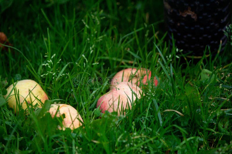 Autumn is Harvest Time when Apples are Picked in a Wheelbarrow Stock ...