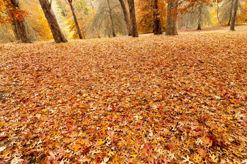 Autumn Harvest Time stock image. Image of time, harvest - 53749985