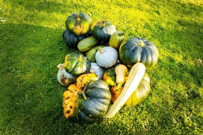 Autumn Harvest of Various Squash from the Cucurbitaceae Family Stock ...