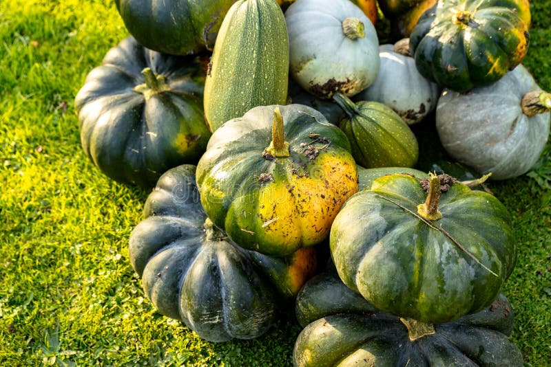 Autumn Harvest of Various Squash from the Cucurbitaceae Family Stock ...