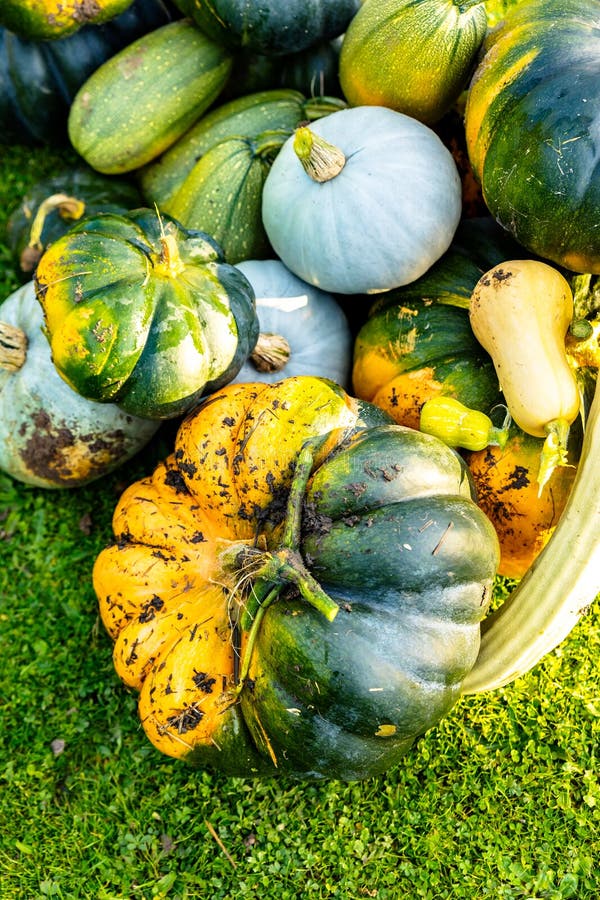 Autumn Harvest of Various Squash from the Cucurbitaceae Family Stock ...