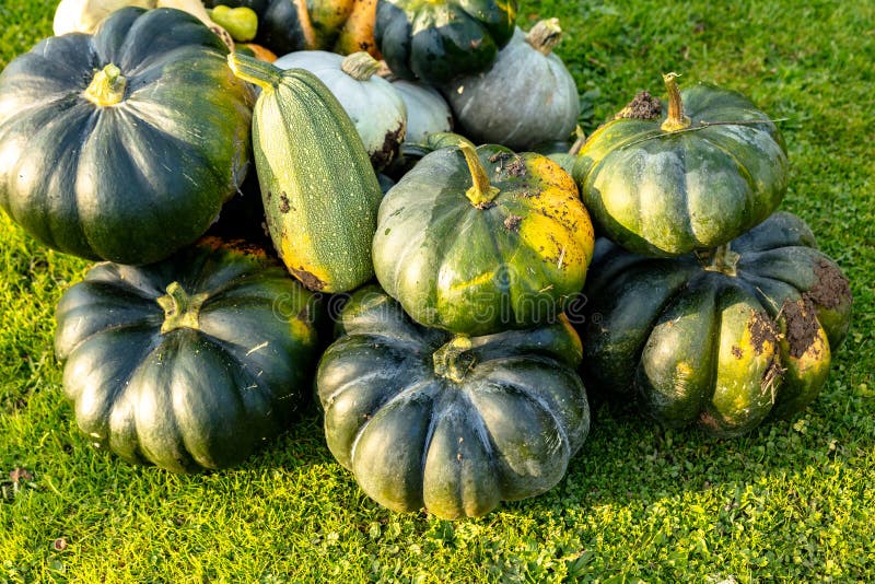 Autumn Harvest of Various Squash from the Cucurbitaceae Family Stock ...