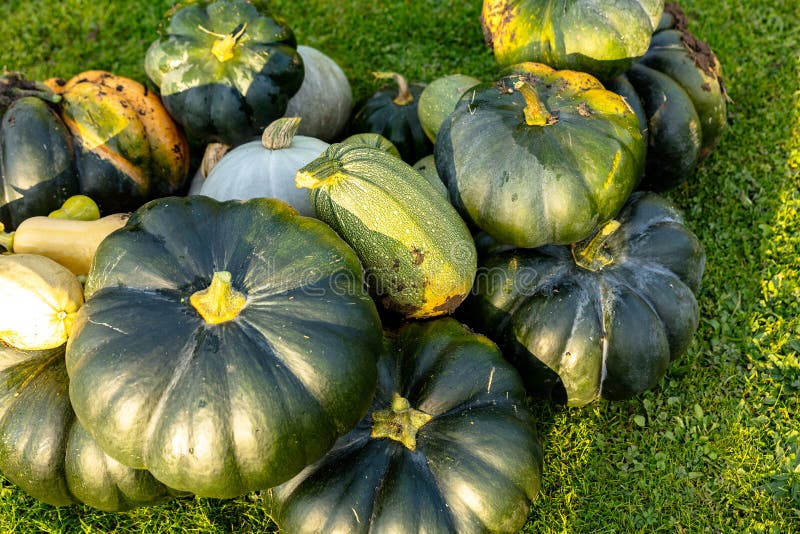 Autumn Harvest of Various Squash from the Cucurbitaceae Family Stock ...