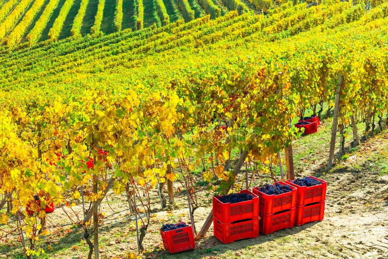 Autumn Harvest - Vineyards of Piemonte, Italy Stock Photo - Image of ...