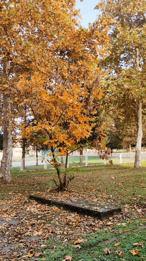 Autumn Has the Most Beautiful Colors Stock Photo - Image of leaves ...