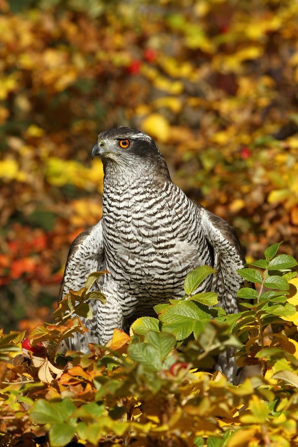Autumn hawk stock photo. Image of majestic, autumn, nature - 27469314