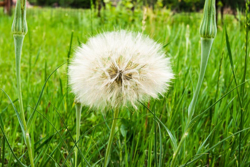 Autumn hawkbit. stock image. Image of meadow, inflorescence - 26267195
