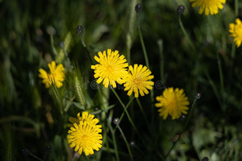Autumn Hawkbit Flowering in East Grinstead Stock Photo - Image of bloom ...