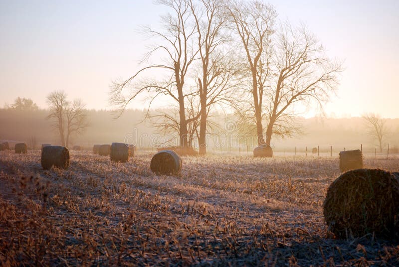Autumn hay bales stock photo. Image of harvest, morning - 20646880