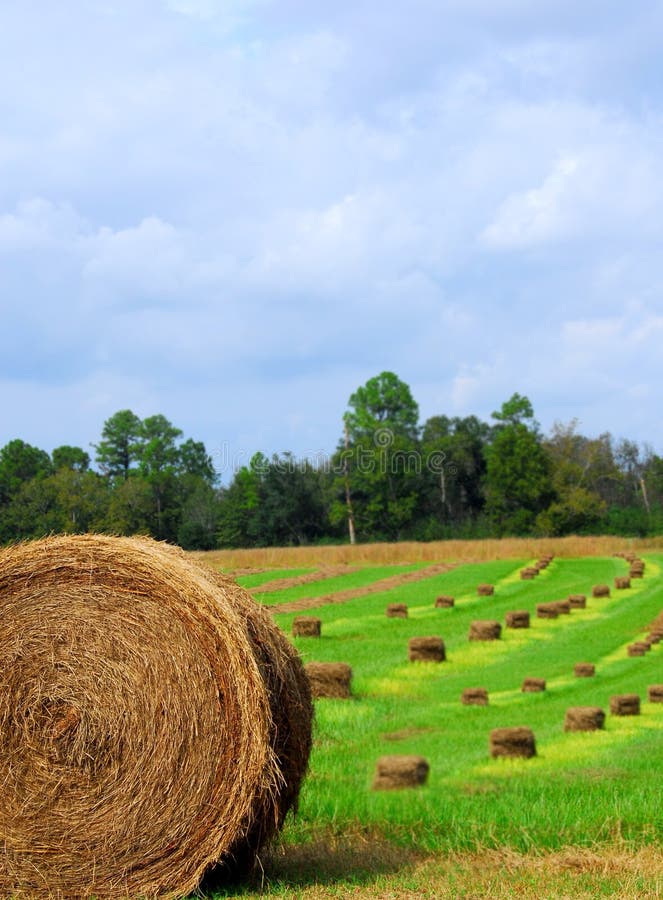 Autumn hay field stock photo. Image of grain, feed, america - 7341032