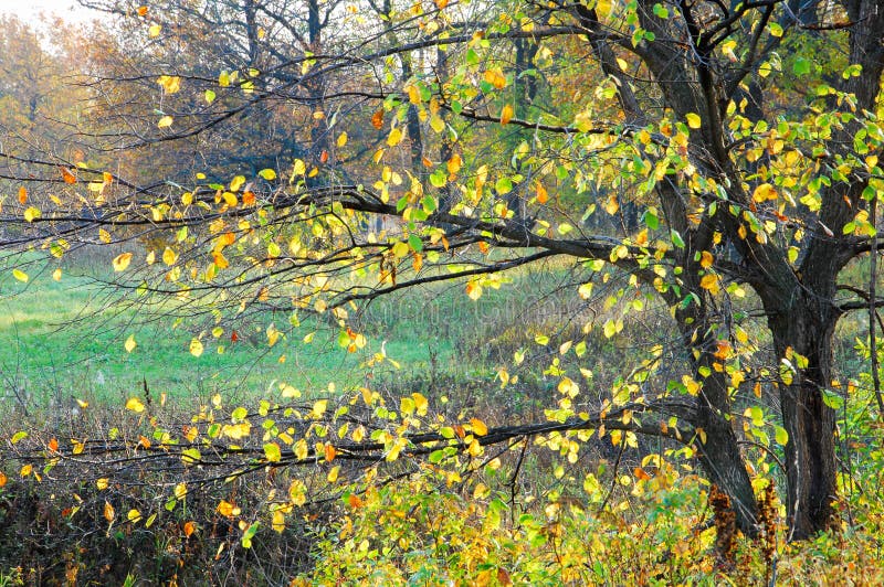 Autumn. Hazel Tree with Deciduous Leaves Stock Photo - Image of hazel ...