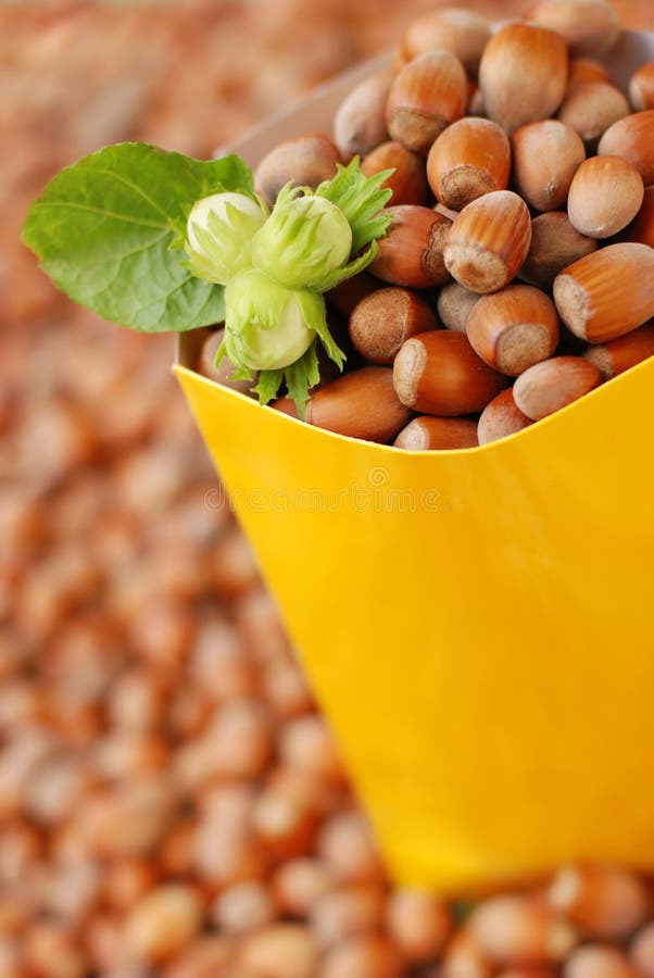 Autumn hazelnuts stock image. Image of gift, green, colorful - 10703009