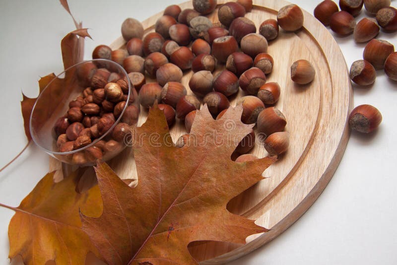 Autumn hazelnuts stock photo. Image of fall, hazelnuts - 62275878