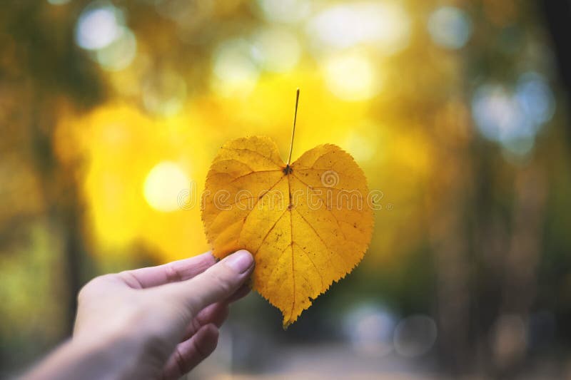 Autumn Heart Shaped Leaf in a Hand Stock Image - Image of bokeh, heart ...