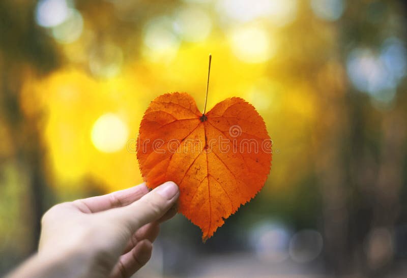 779 Heart Shaped Fall Leaf Photos - Free & Royalty-Free Stock Photos ...