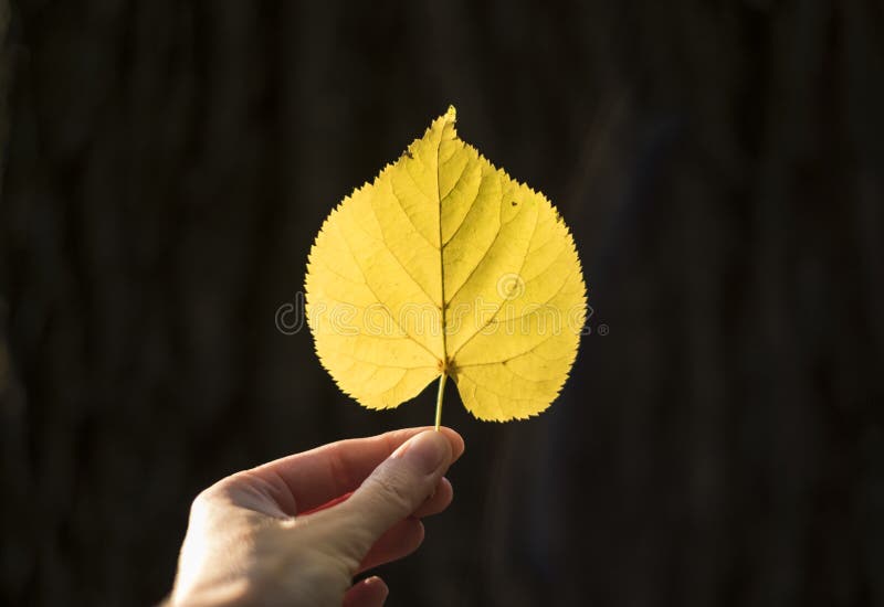 Autumn Heart Shaped Leaf in the Hand on the Dark Background Stock Image ...