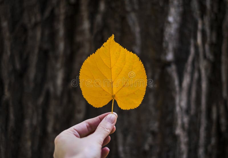 Autumn Heart Shaped Leaf in the Hand on the Tree Bark Background Stock ...