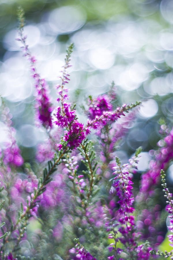 Autumn heather with bokeh stock image. Image of pink - 44451899