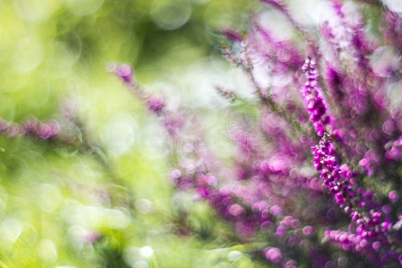 Autumn heather with bokeh stock photo. Image of pink - 44451918