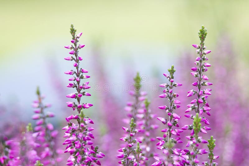 Autumn heather stock photo. Image of plot, bright, pink - 76417622