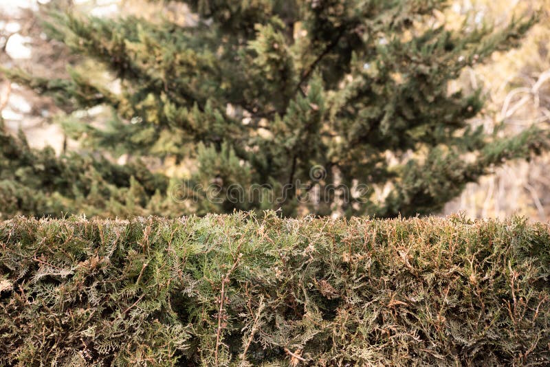 Autumn Hedge on the Street with Tree Stock Image - Image of wallpaper ...