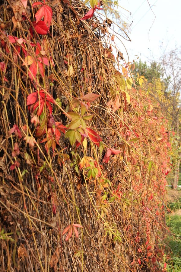Autumn a hedge of vines stock image. Image of nature - 104537741
