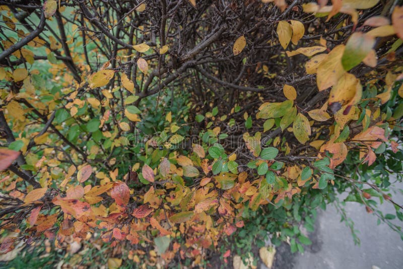 Autumn Hedge with Yellow and Green Leaves, Soft Focus Stock Image ...