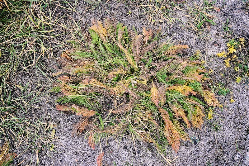 Autumn Herb Bush - Top View Stock Photo - Image of autumn, foliage ...
