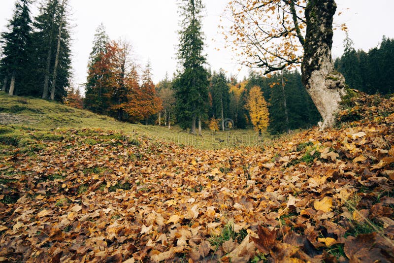 Autumn Hiking in Bavarian Alps Stock Image - Image of fall, forest ...