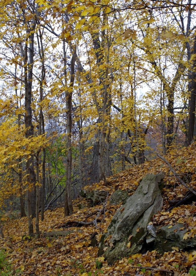 Autumn Hillside stock photo. Image of leaf, trees, yellow - 332826