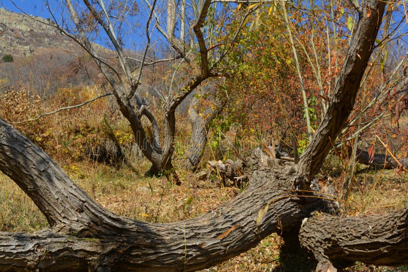Autumn on the Hillside Lies a Broken Tree Log Stock Image - Image of ...