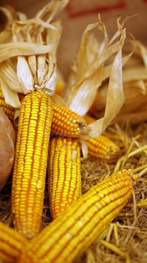 Autumn Holiday Pumpkin and Corn, Thanks Giving Stock Photo - Image of ...