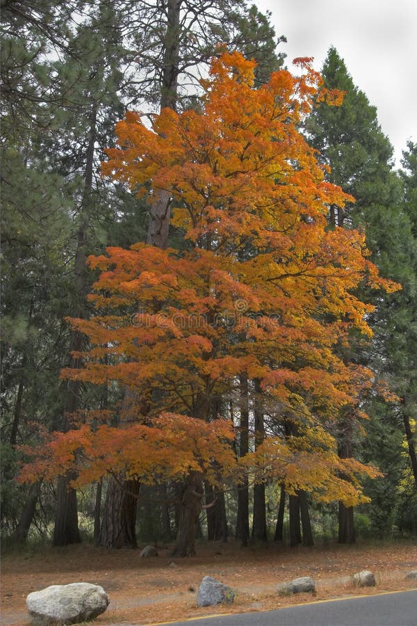 Autumn holiday stock photo. Image of clear, maple, form - 187644260