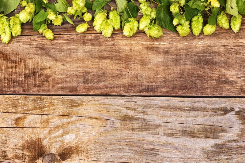 Hop Plant Border Design. Twigs of Hops Over Wooden Cracked Table Stock ...