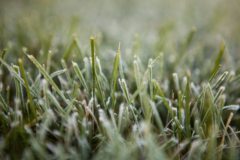 Autumn icy grass stock photo. Image of flora, freeze - 34955168