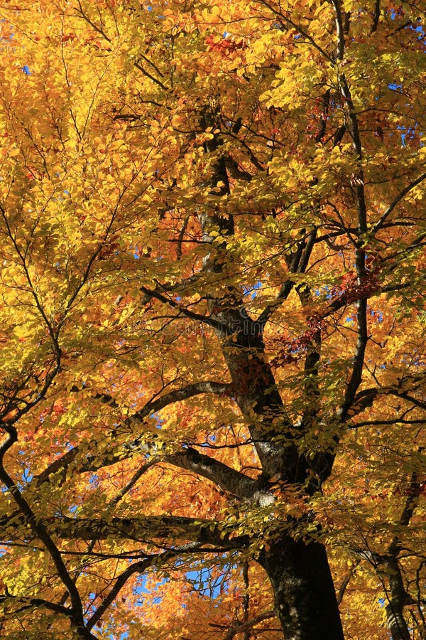 Bright Lit Golden Foliage of a Beech Tree. Stock Image - Image of light ...