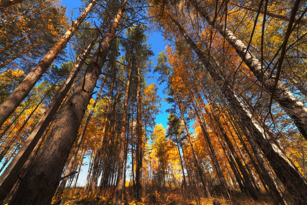 Autumn stock image. Image of october, gold, fall, tree - 30905367
