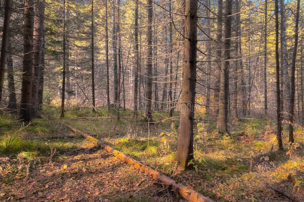 Autumn stock photo. Image of fall, tree, gold, autumn - 30905368