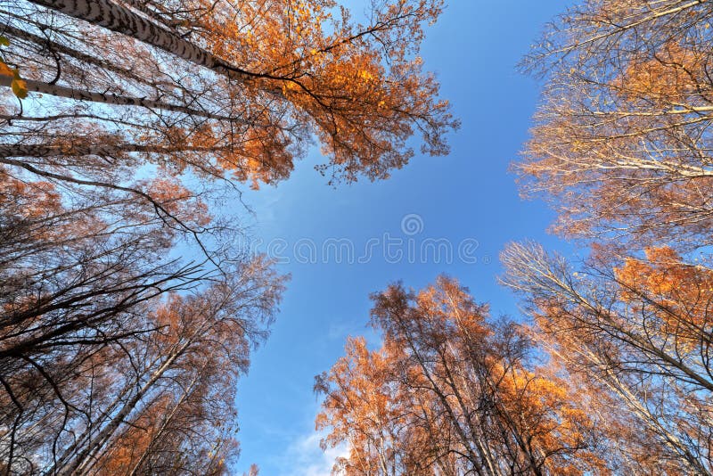 Autumn stock photo. Image of september, yellow, fall - 30906190
