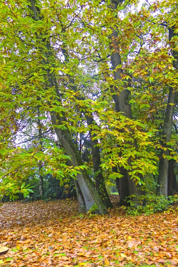 Autumn Impression from the Saxony Forest, Near Hamburg. Germany Stock ...