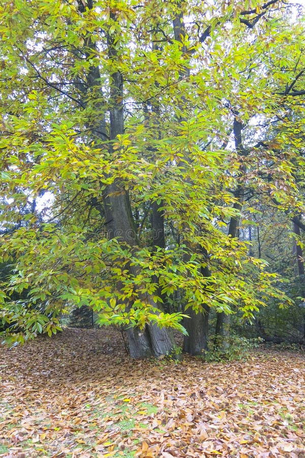 Autumn Impression from the Saxony Forest, Near Hamburg. Germany Stock ...