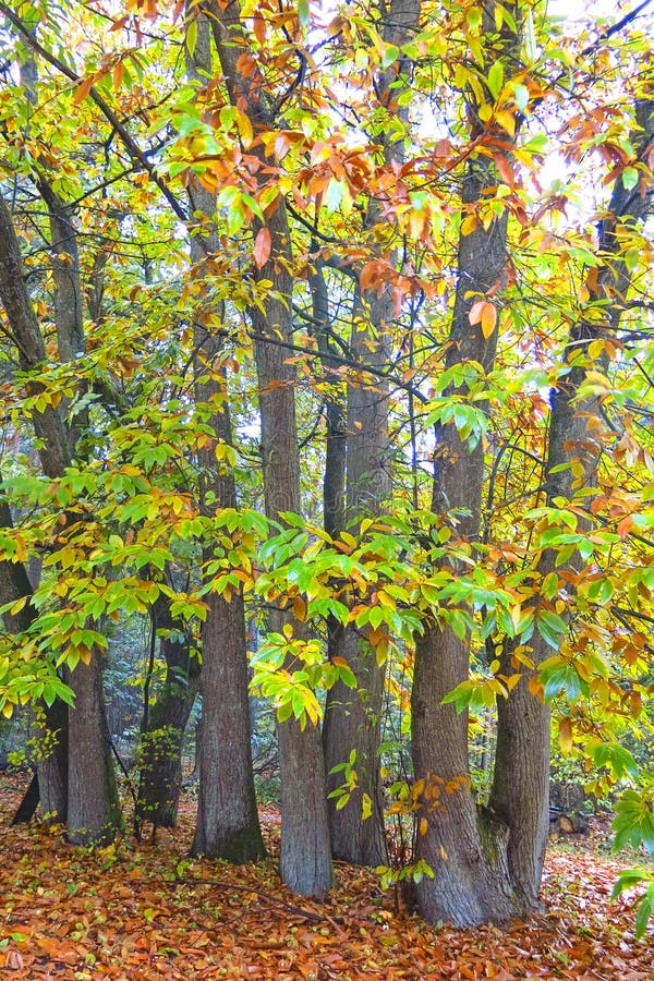 Autumn Impression from the Saxony Forest, Near Hamburg. Germany Stock ...