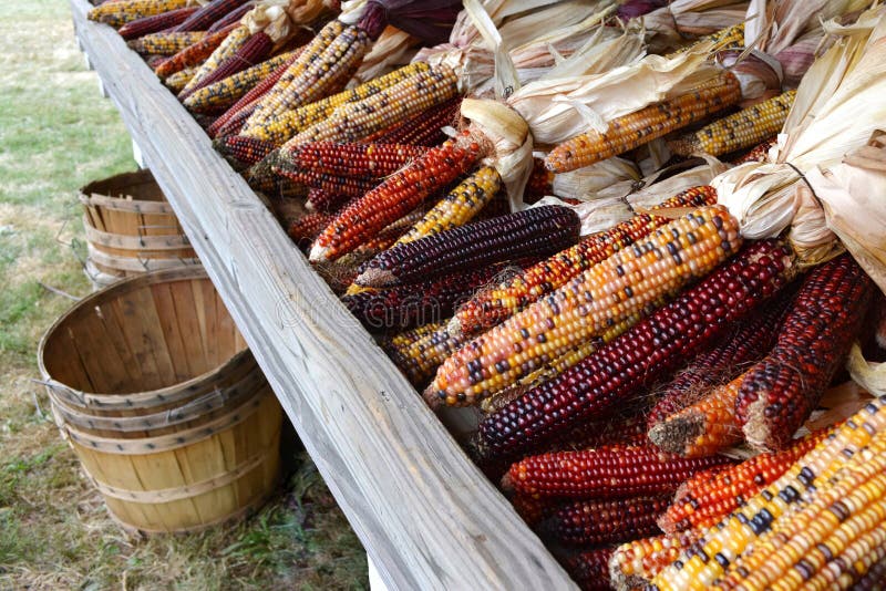 Autumn Indian corn stock photo. Image of orange, wood - 60559712