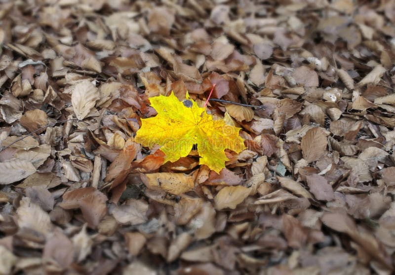 955 Individual Fall Leaves Stock Photos - Free & Royalty-Free Stock ...