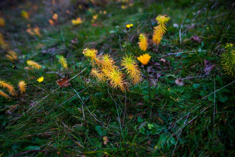 Autumn inside the forest stock photo. Image of mountains - 79638694