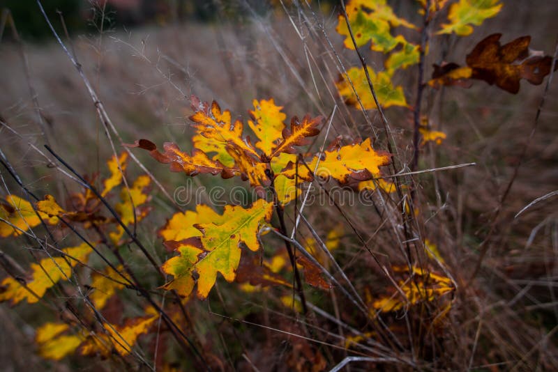 Autumn inside the forest stock photo. Image of sunset - 79638696