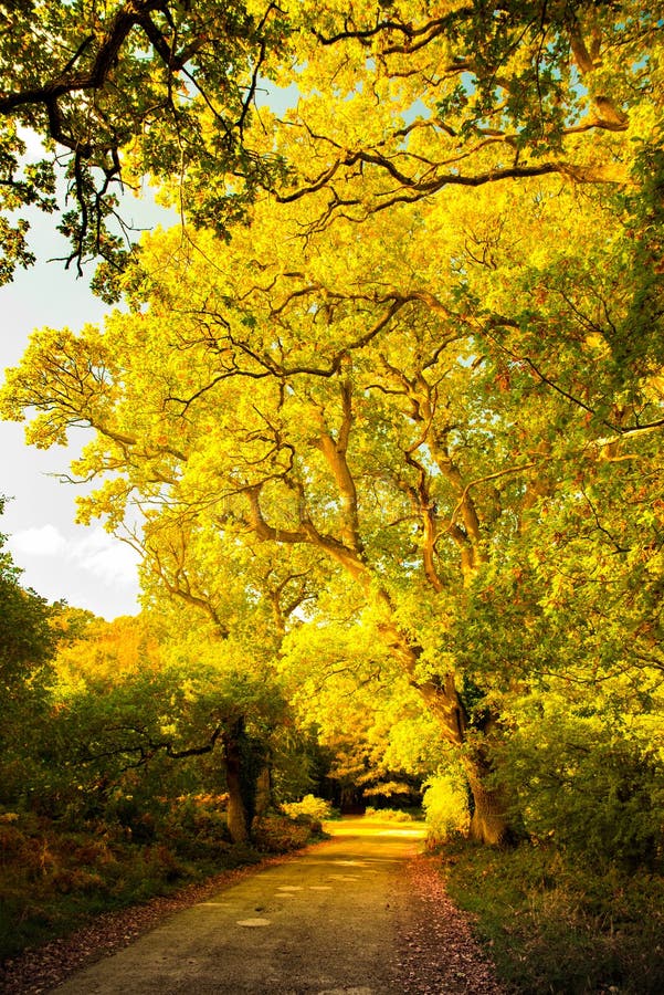 Autumn in Ireland stock photo. Image of yellow, colours - 80126298
