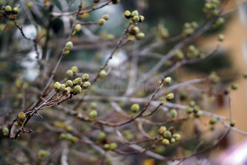 Autumn in Italy, Calabria stock photo. Image of relax - 259208432