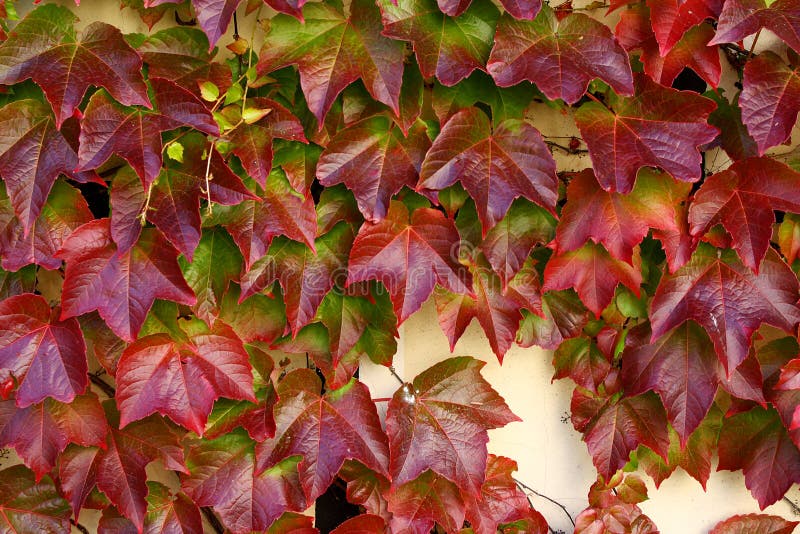 Autumn ivy stock image. Image of orange, brightly, large - 22823687