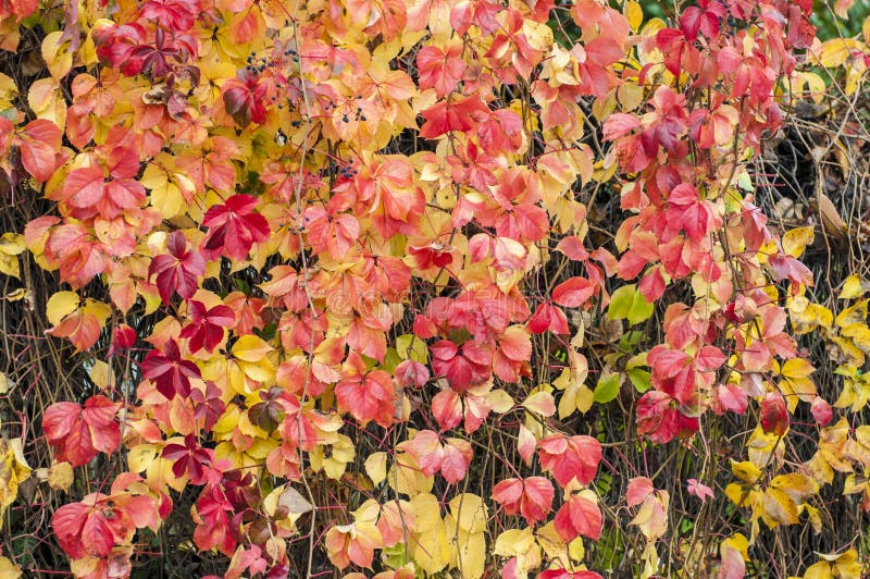 Autumn Ivy arkivfoto. Bild av slappt, fokus, blad, begrepp - 47771548